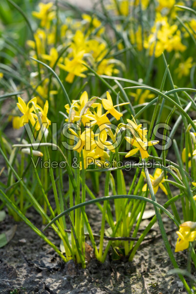 Narcissus Tiny Bubbles | Visions Pictures Narcissus Tiny Bubbles | Visions Pictures